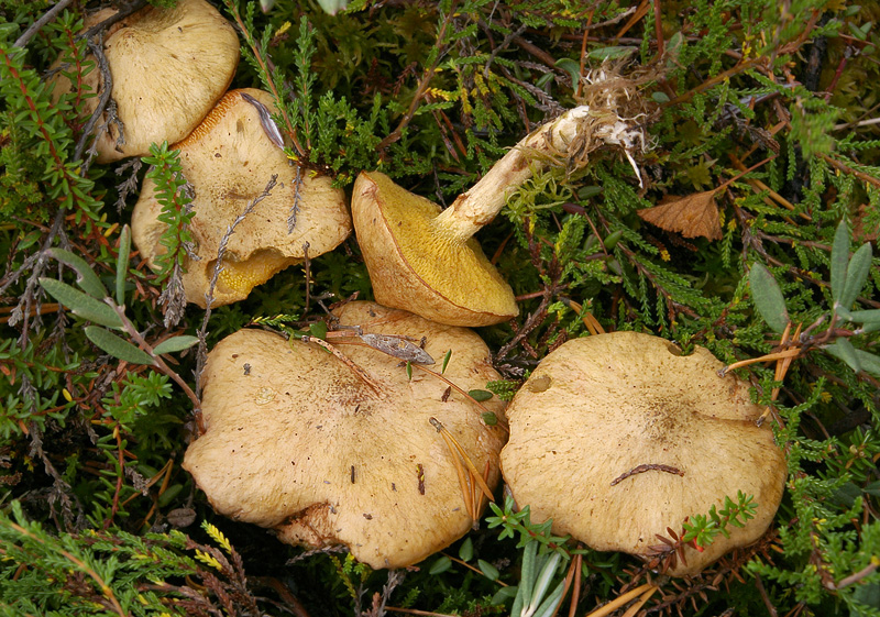 Suillus flavidus (Klouzek žlutavý)