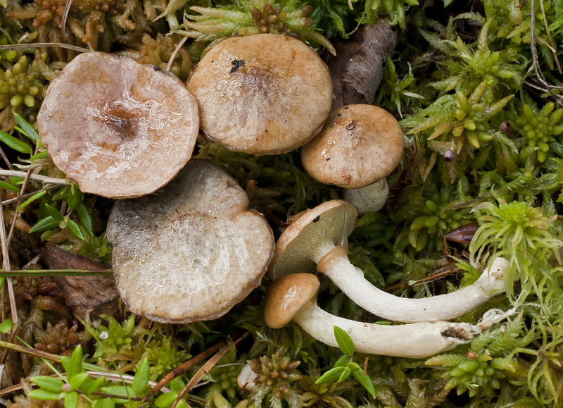 Suillus flavidus (Klouzek žlutavý)