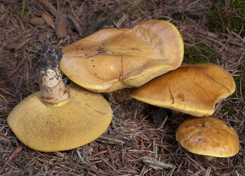 Suillus grevillei (Klouzek modřínový, k. sličný)