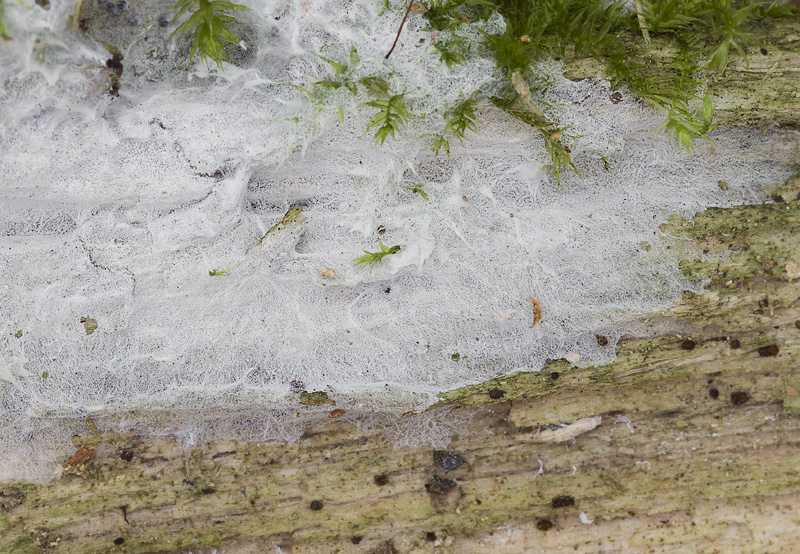 Trechispora microspora (Kornatec jehličkatý)