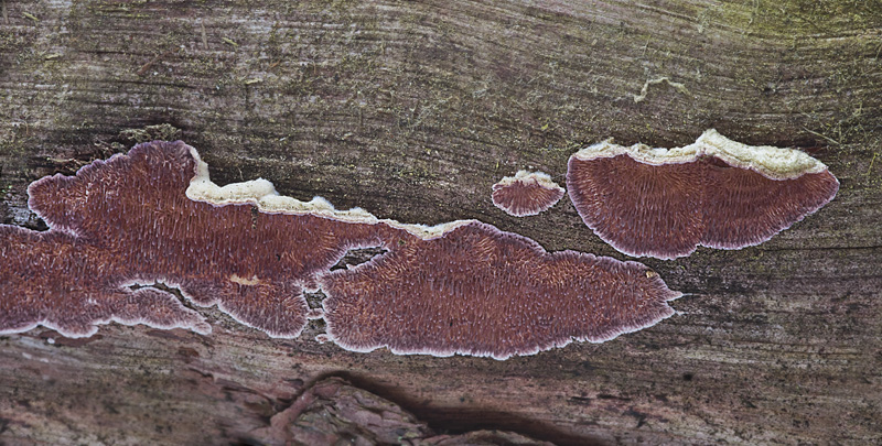 Trichaptum fuscoviolaceum (Bránovitec hnědofialový)