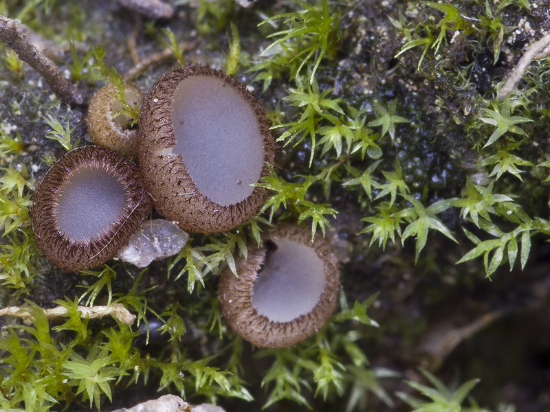 Trichophaea gregaria f. gregaria (Bělokosmatka pospolitá)