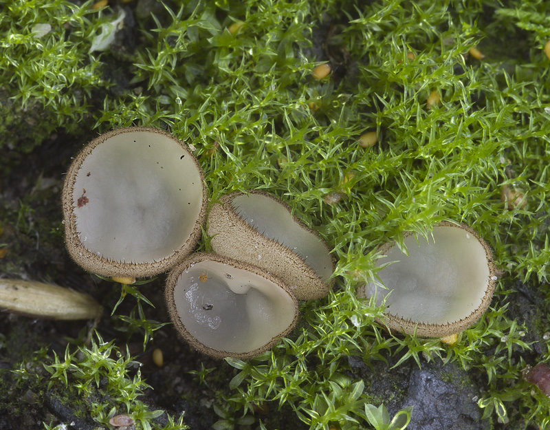 Trichophaea hemisphaerioides (Bělokosmatka miskovitá)
