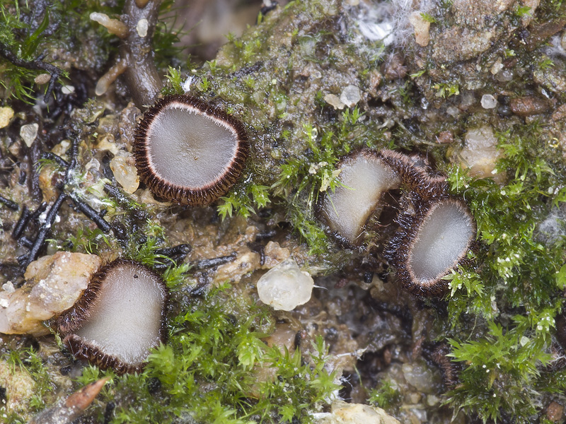 Trichophaea pseudogregaria (Bělokosmatka příbuzná)