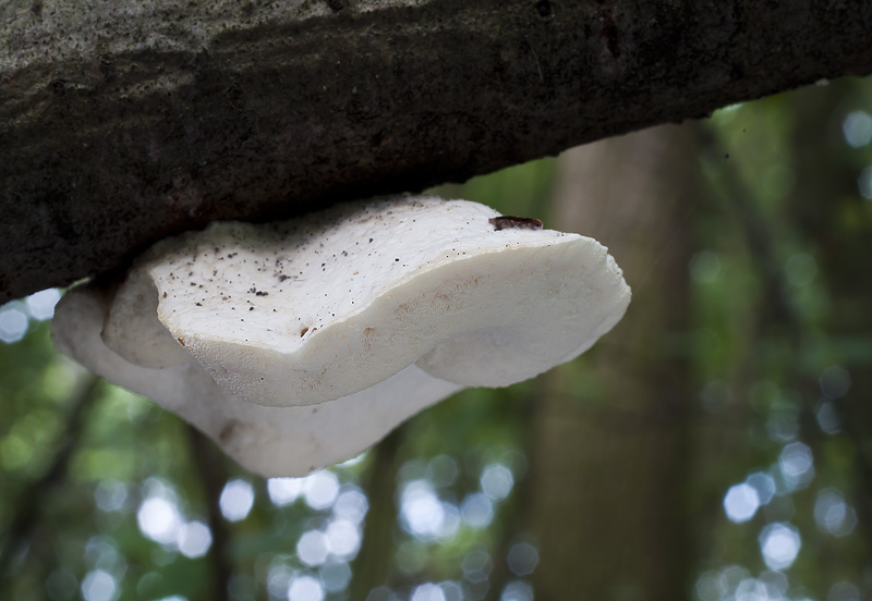 Tyromyces chioneus (Bělochoroš sněhobílý)