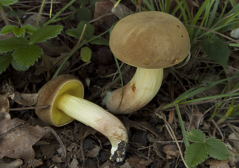 Xerocomus subtomentosus (Hřib plstnatý)