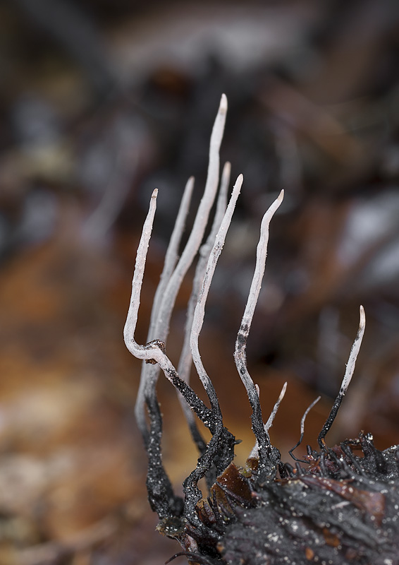 Xylaria carpophila (Dřevnatka číškomilná)