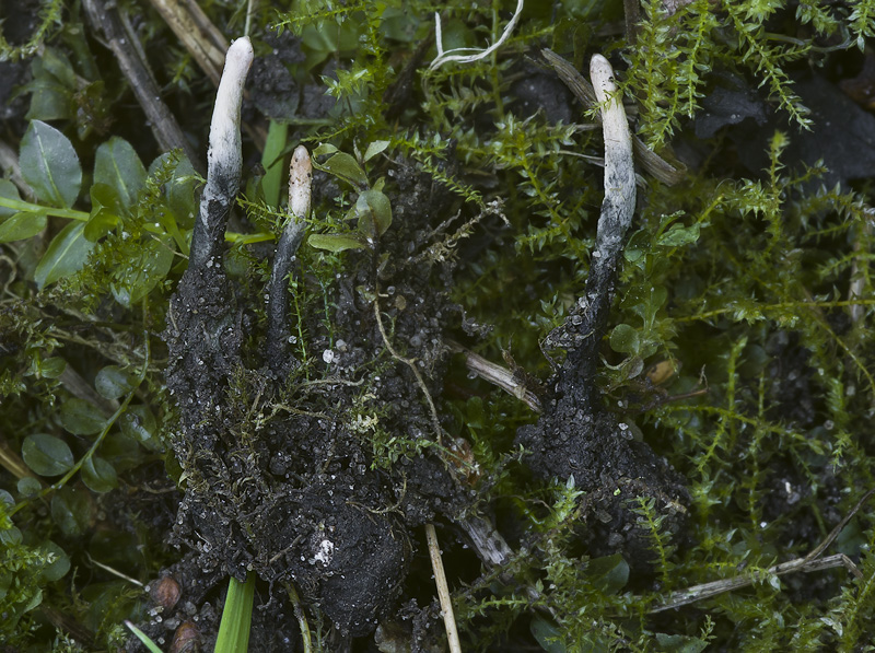 Xylaria oxyacanthae (Dřevnatka hlohová)