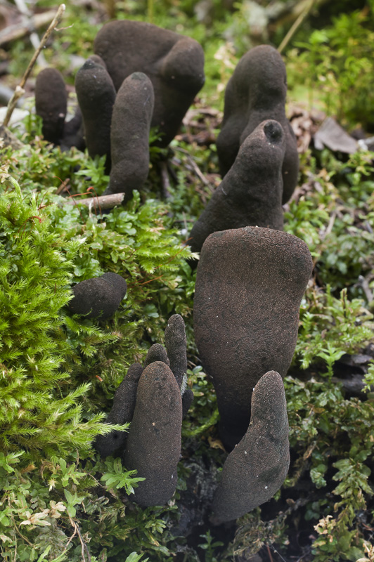 Xylaria polymorpha (Dřevnatka mnohotvárná)