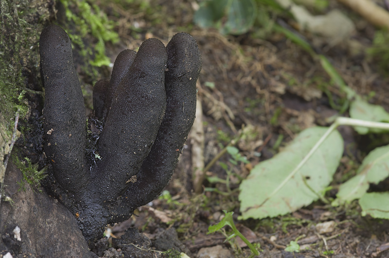 Xylaria polymorpha (Dřevnatka mnohotvárná)