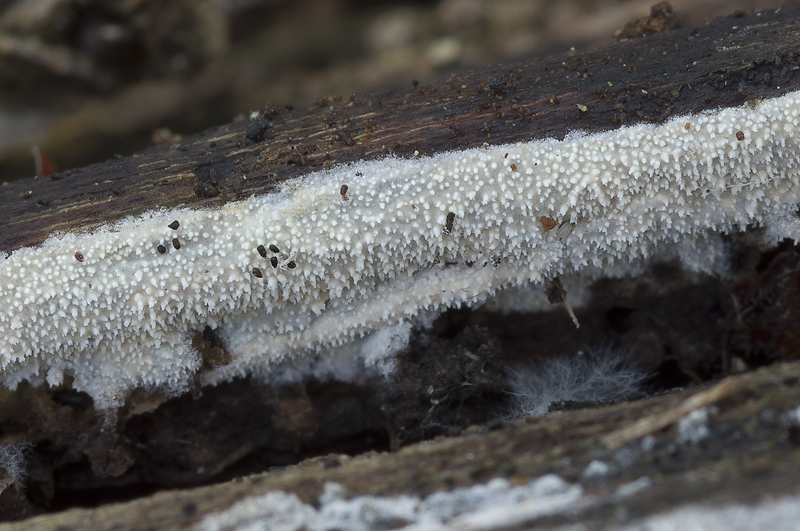 Xylodon pruni (Kornatec švestkový)