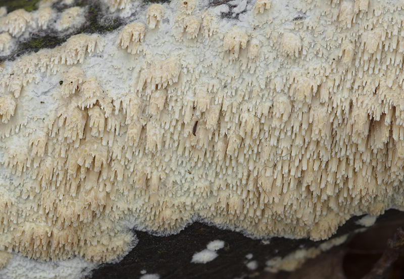 Xylodon quercinus (Kornatec dubový)