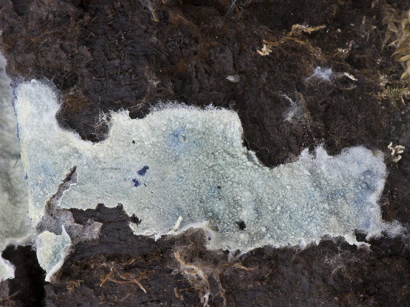 Amaurodon mustialaensis (Modrospórka hladkovýtrusá)