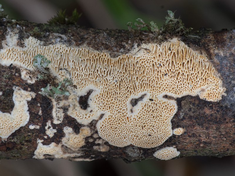 Antrodia macra (Outkovka vrbová)