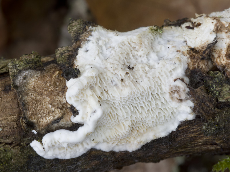 Antrodia renehenticii (Outkovka listnáčová)