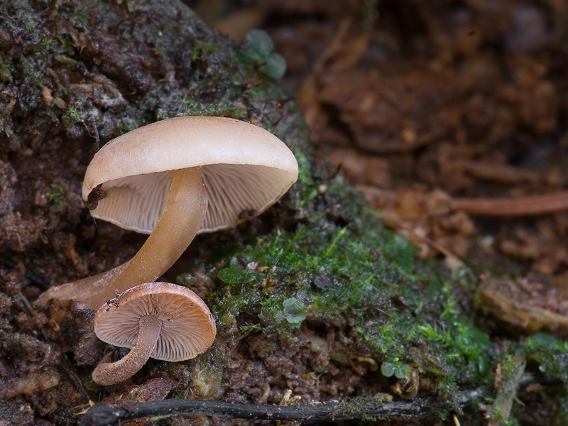 Baeospora myriadophylla (Penízečka liláková)