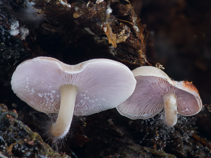 Baeospora myriadophylla (Penízečka liláková)