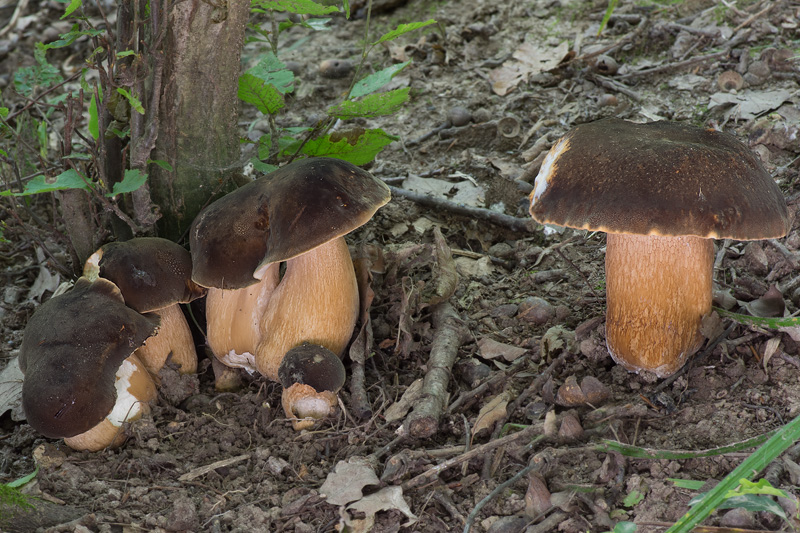 Boletus aereus (Hřib bronzový)