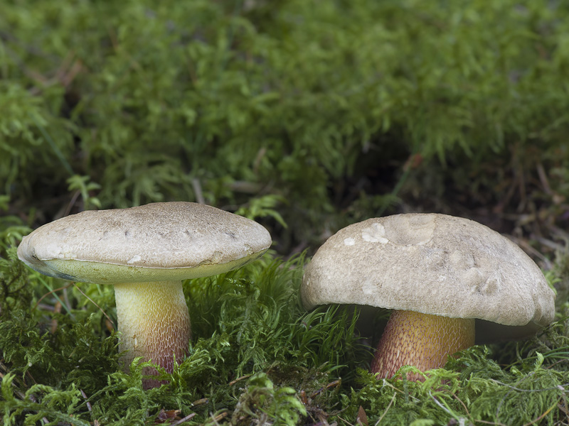 Caloboletus calopus (Hřib kříšt)