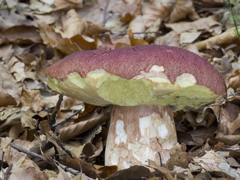 Boletus pinophilus (Hřib borový)