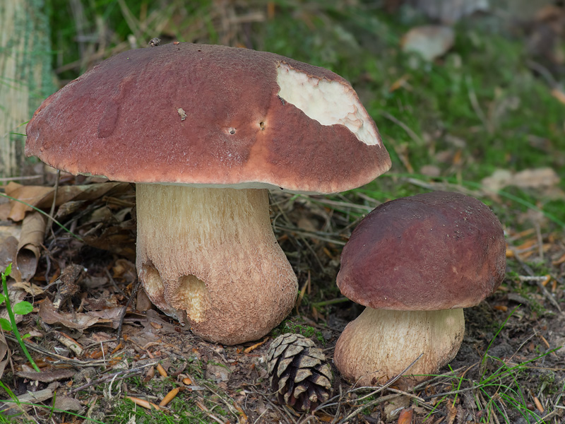 Boletus pinophilus (Hřib borový)