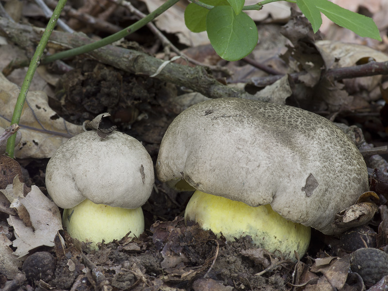 Caloboletus radicans (Hřib medotrpký)