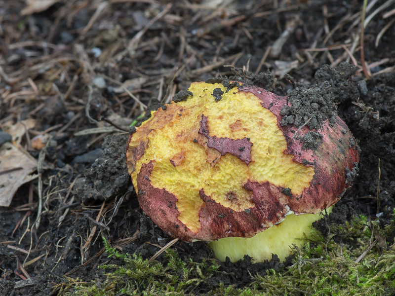 Butyriboletus regius (Hřib královský)