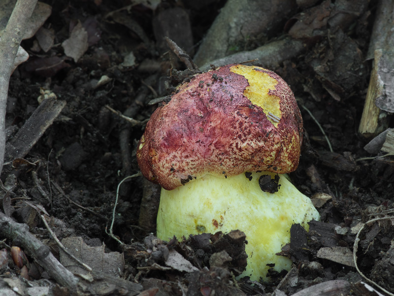 Butyriboletus regius (Hřib královský)