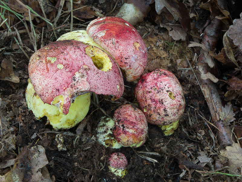 Butyriboletus regius (Hřib královský)