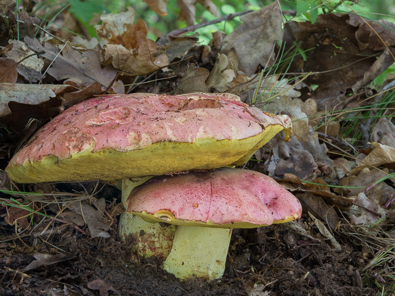 Butyriboletus regius (Hřib královský)
