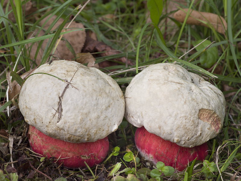 Rubroboletus satanas (Hřib satan)