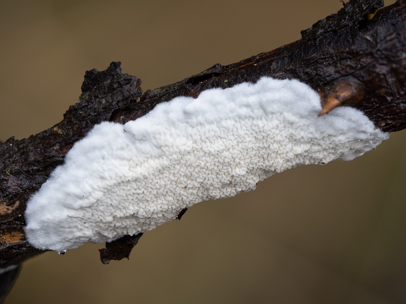 Byssomerulius corium (Dřevokaz kožový)