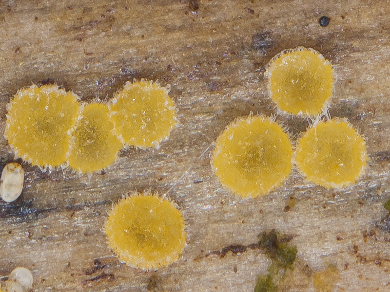 Calycellina ulmariae (Kustřebička)