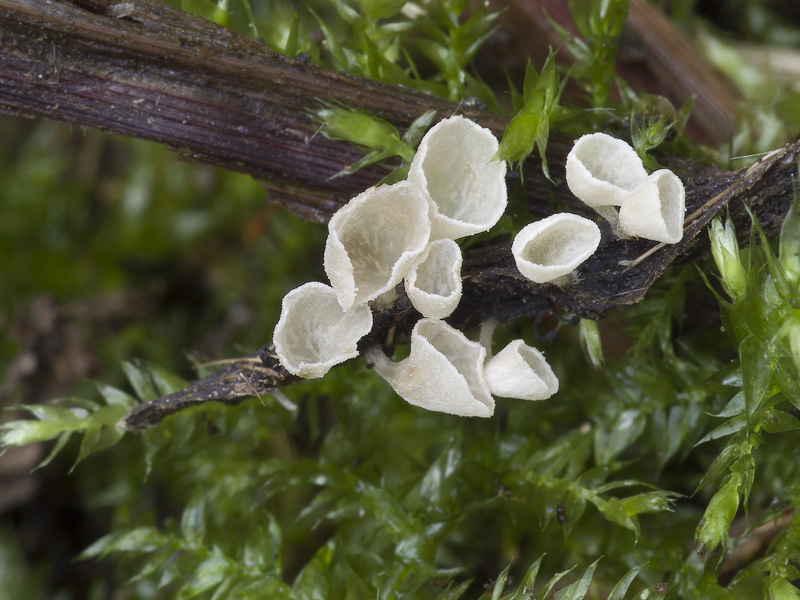 Calyptella capula (Číšoveček kápovitý)