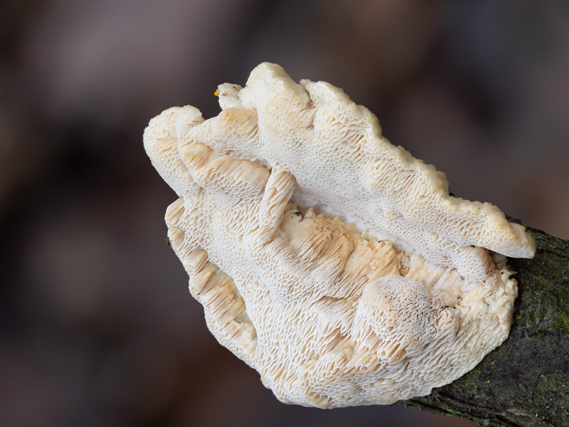 Antrodia renehenticii (Outkovka listnáčová)