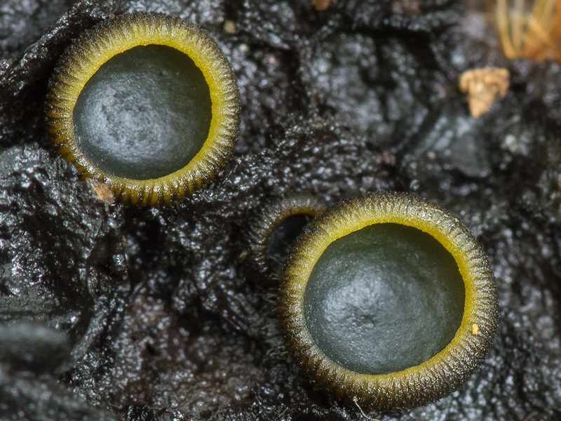 Catinella olivacea (Ploskovička olivová)