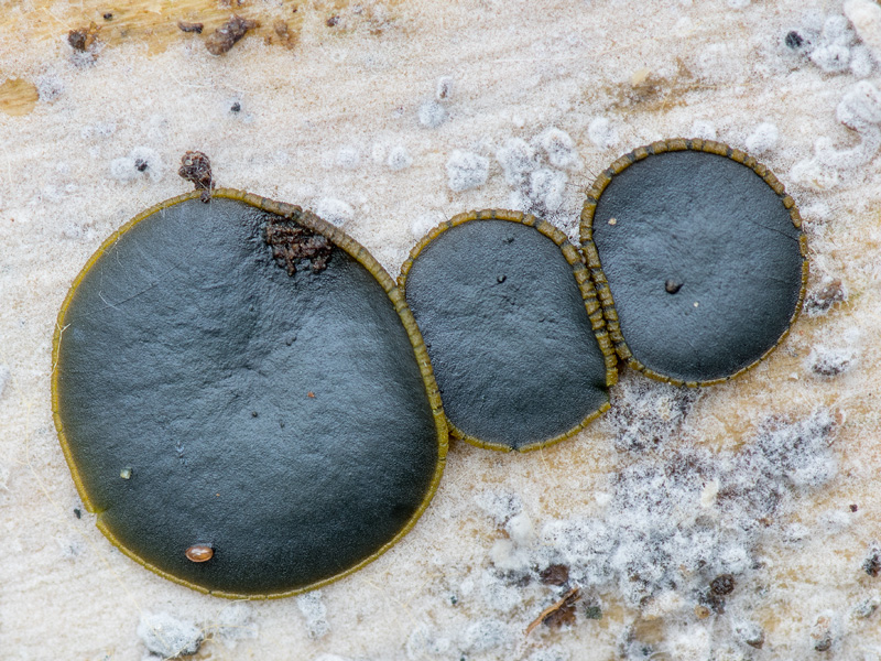 Catinella olivacea (Ploskovička olivová)