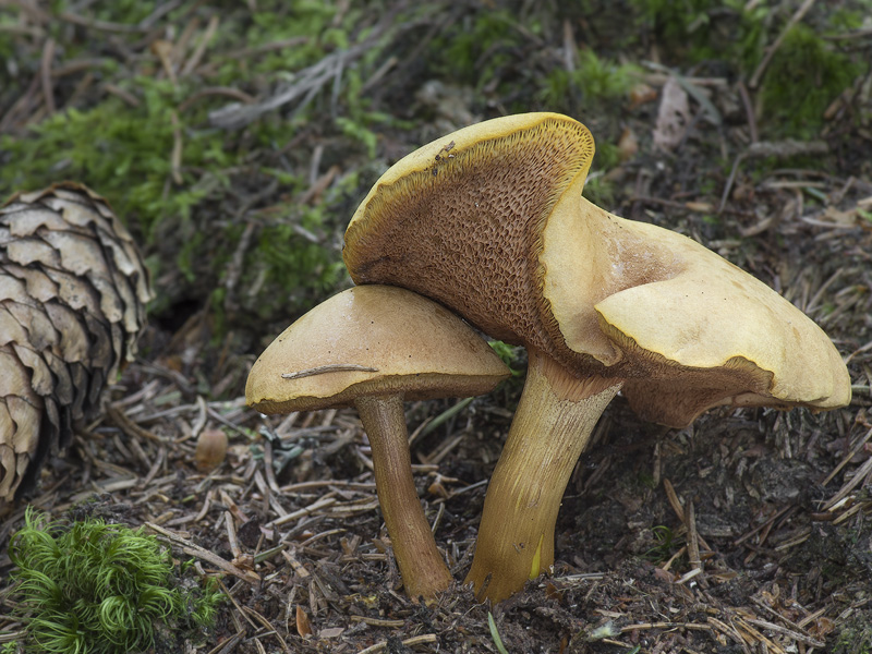 Chalciporus piperatus s.l. (Hřib peprný)