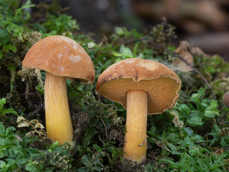 Chalciporus piperatus s.l. (Hřib peprný)
