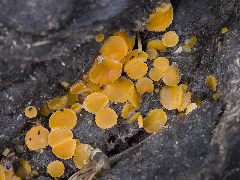 Cheilymenia granulata (Mrvenka zrnitá)