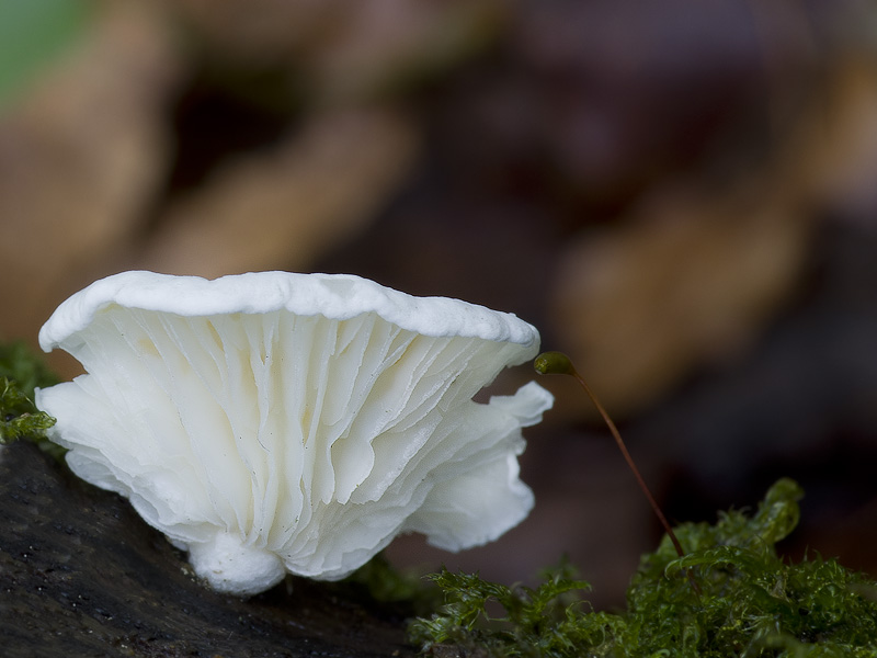 Cheimonophyllum haedinum (Hlíva nejbělejší)