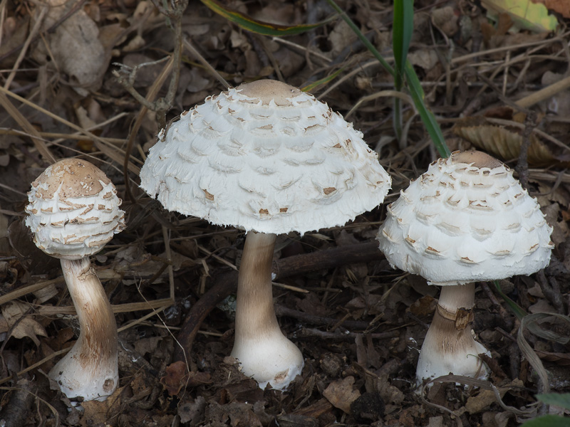 Chlorophyllum rachodes (Bedla červenající)