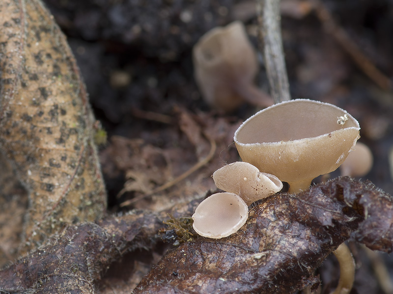 Ciboria caucus s.l. (Jehnědka olšová)