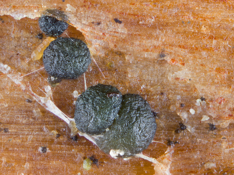 Claussenomyces atrovirens (Voskovička)