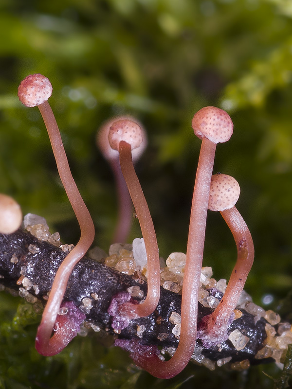 Claviceps arundinis cf. (Paličkovice)