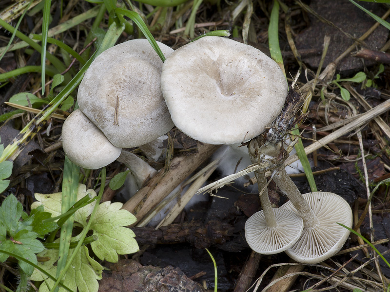 Clitocybe ditopus (Strmělka aromatická. s. šedá)