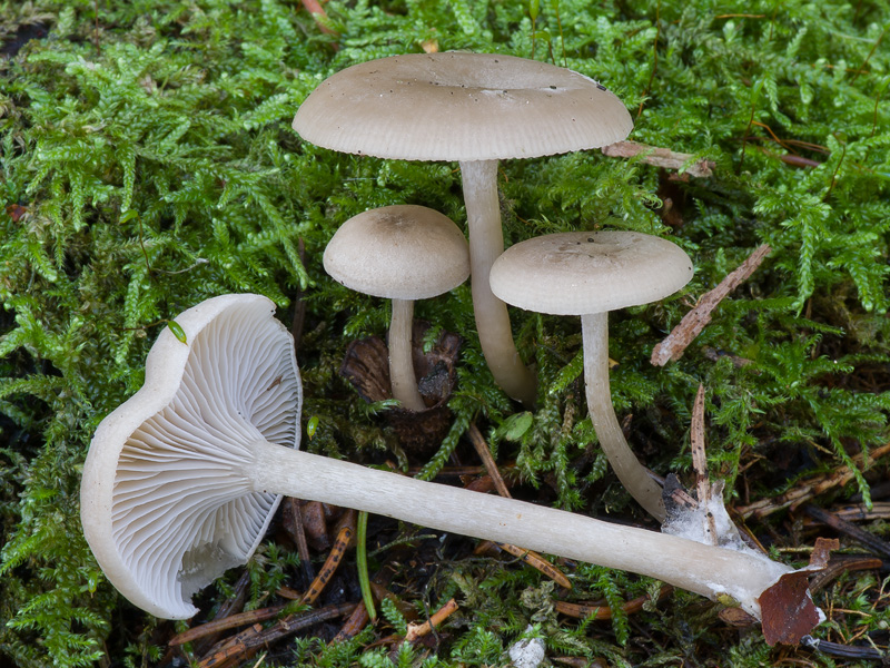 Clitocybe ditopus (Strmělka aromatická. s. šedá)