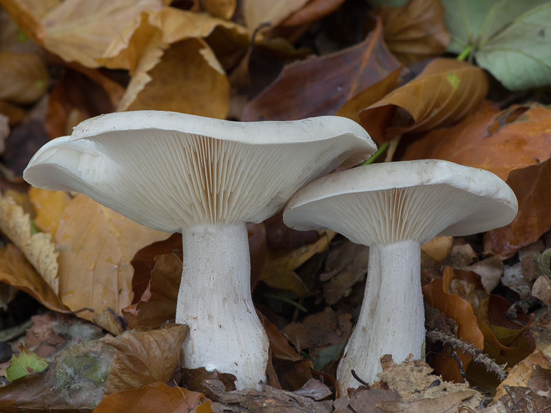 Clitocybe nebularis (Strmělka mlženka)