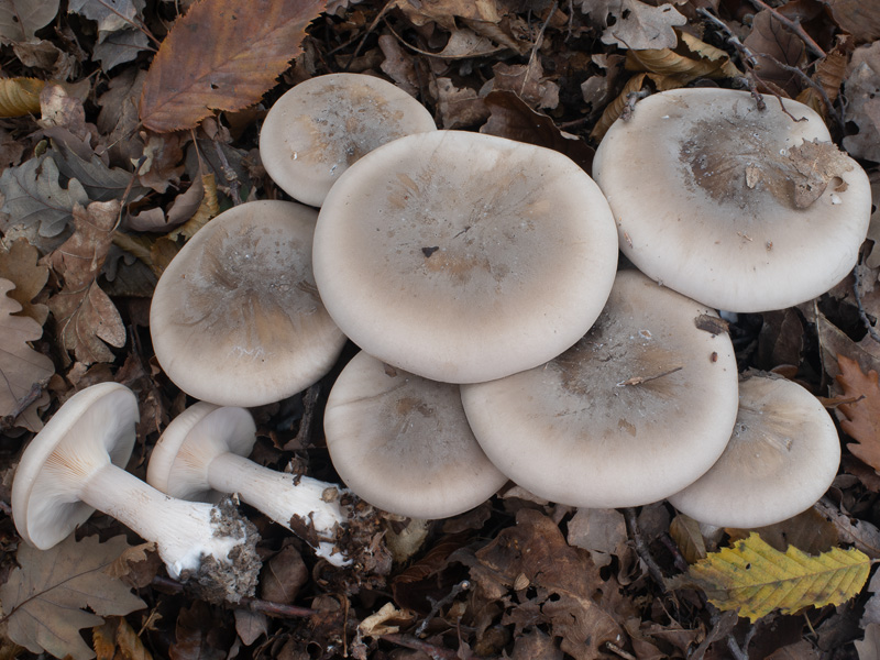 Clitocybe nebularis (Strmělka mlženka)