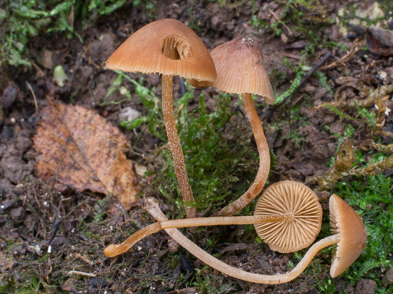 Conocybe echinata (Sametovka špinavá)
